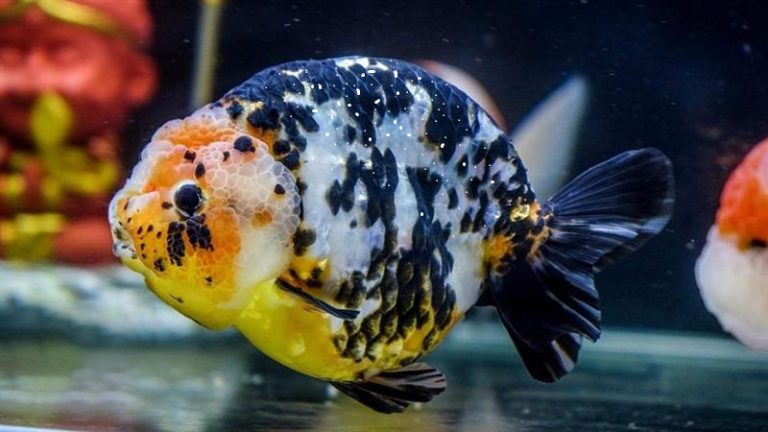 Các bệnh thường gặp ở cá ranchu và cách đặc trị hiệu quả