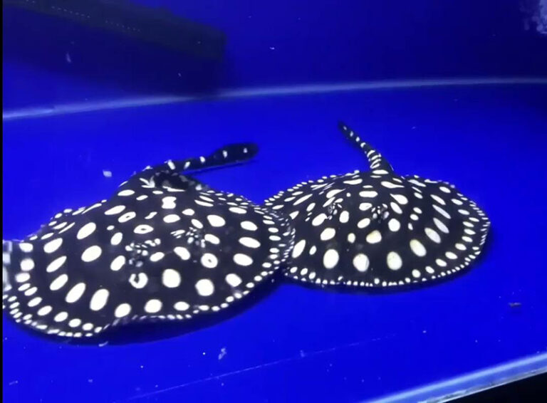 Các bệnh của cá sam thường gặp và phương pháp điều trị