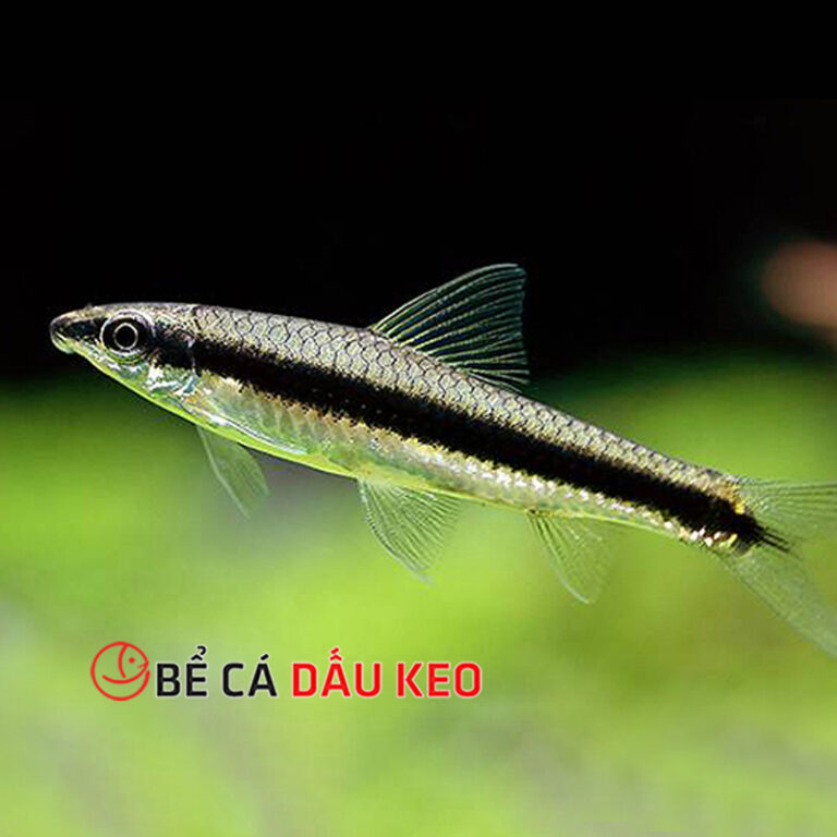 Cá bút chì Thái : Loài cá ăn tảo thú vị