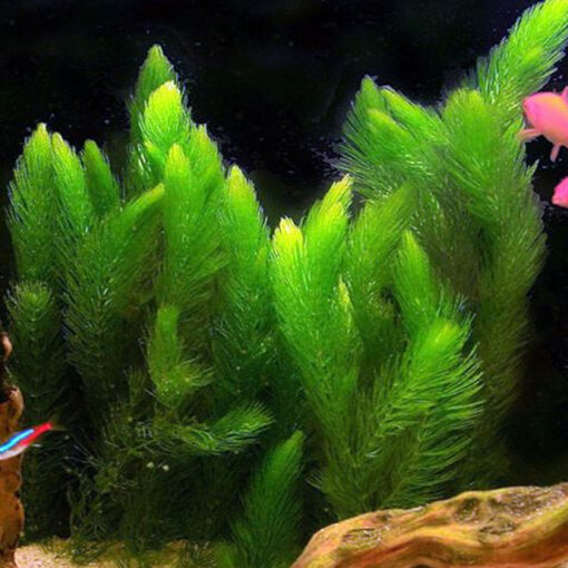 Top 6 các loại rong thuỷ sinh đẹp cho bể thủy sinh